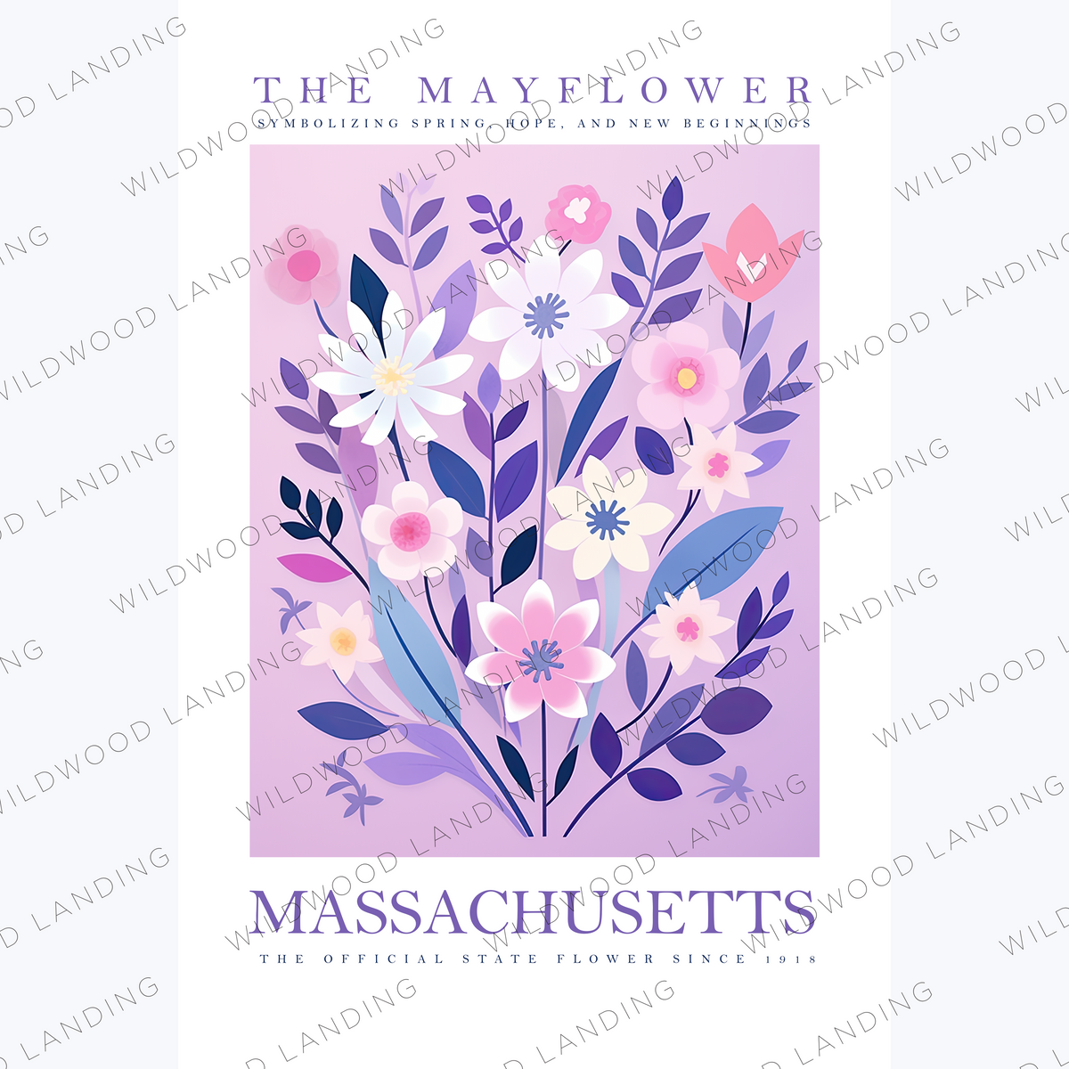 MASSACHUSETTS STATE FLOWER – Wildwood Landing LLC